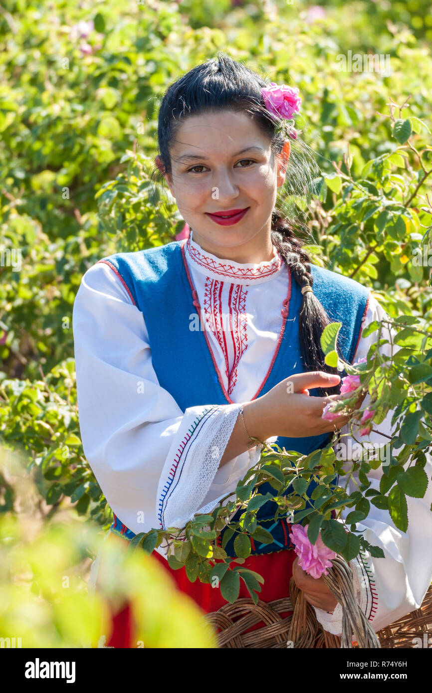 ROZOVO, BULGARIA - JUNE 06, 2015 - Rose picking ritual in Rozovo ...