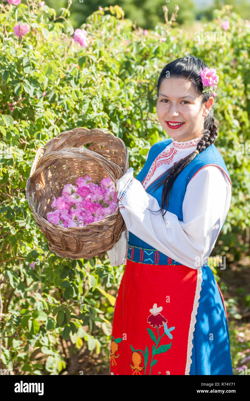 ROZOVO, BULGARIA - JUNE 06, 2015 - Rose picking ritual in Rozovo ...