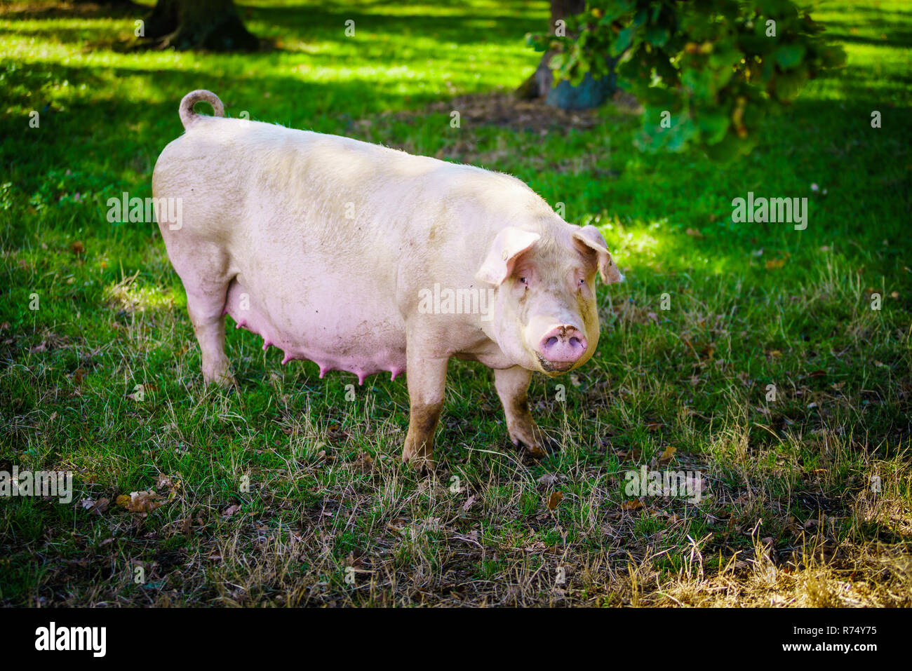 pig standing on a grass lawn. Healthy pig on meadow Stock Photo - Alamy