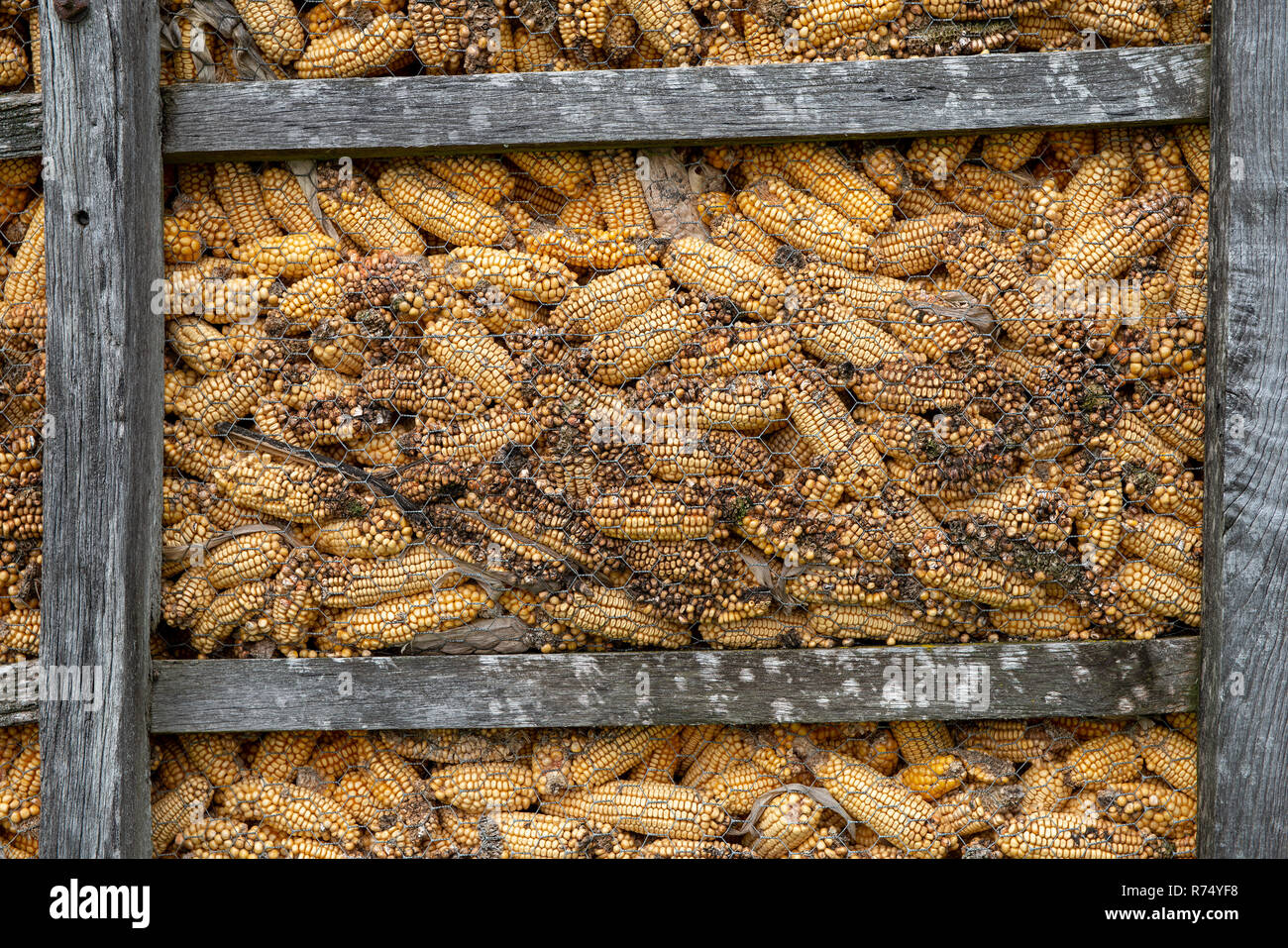 drying the maize in wooden boxes Stock Photo - Alamy