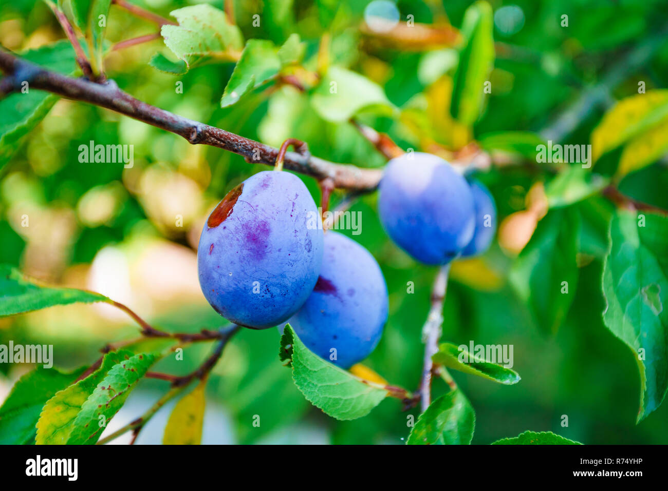 plum tree branch in the fruit garden Stock Photo - Alamy