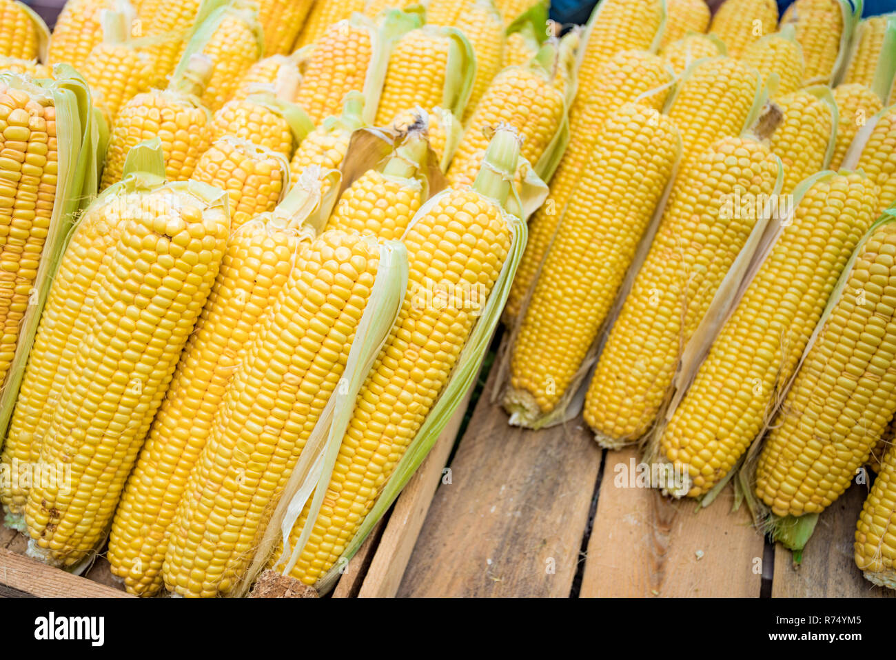 Raw corn in market Stock Photo - Alamy