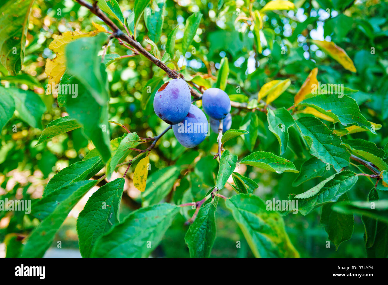 Italian prune plums hi-res stock photography and images - Alamy
