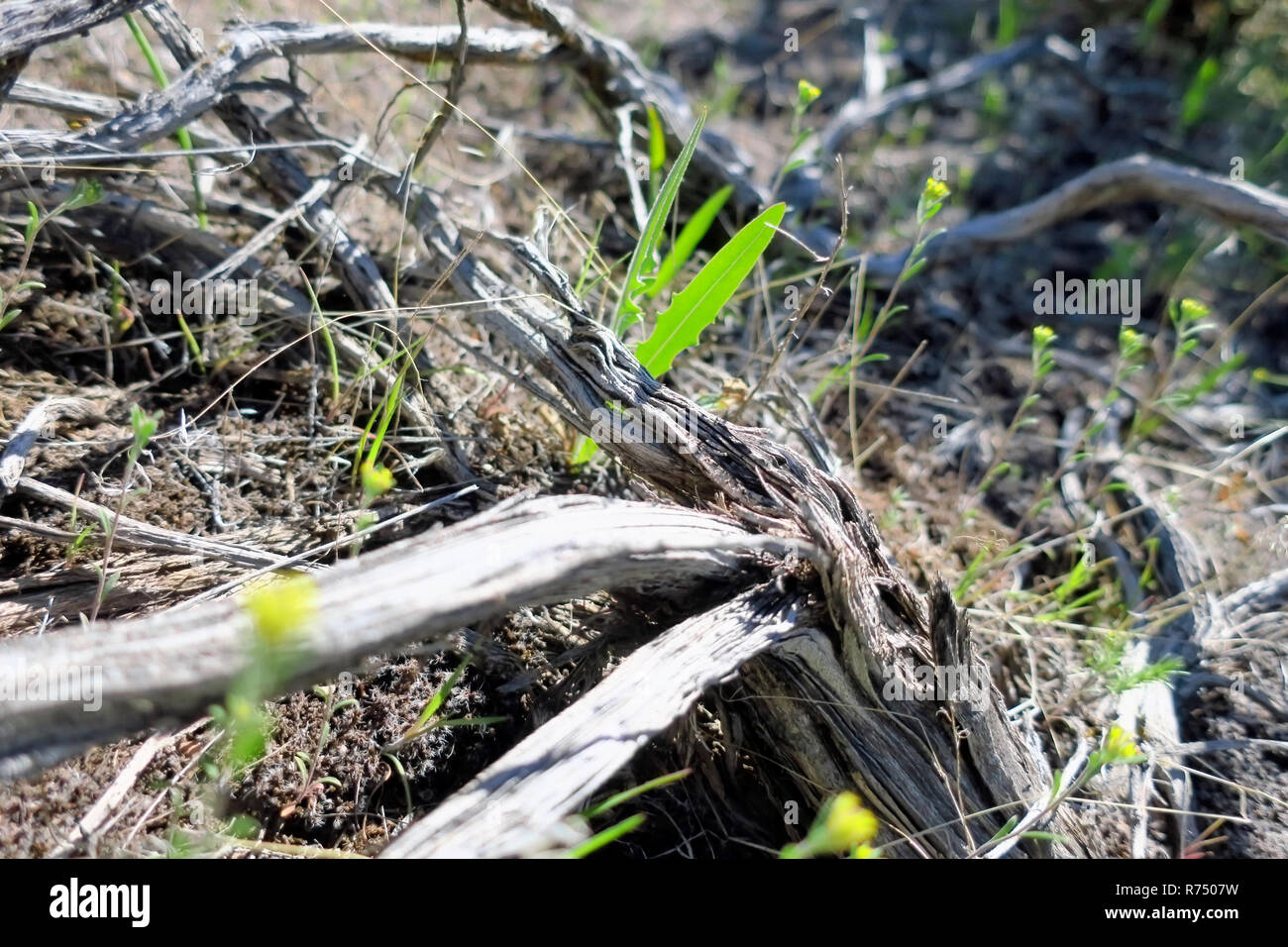 Creosote bush aerial hi-res stock photography and images - Alamy