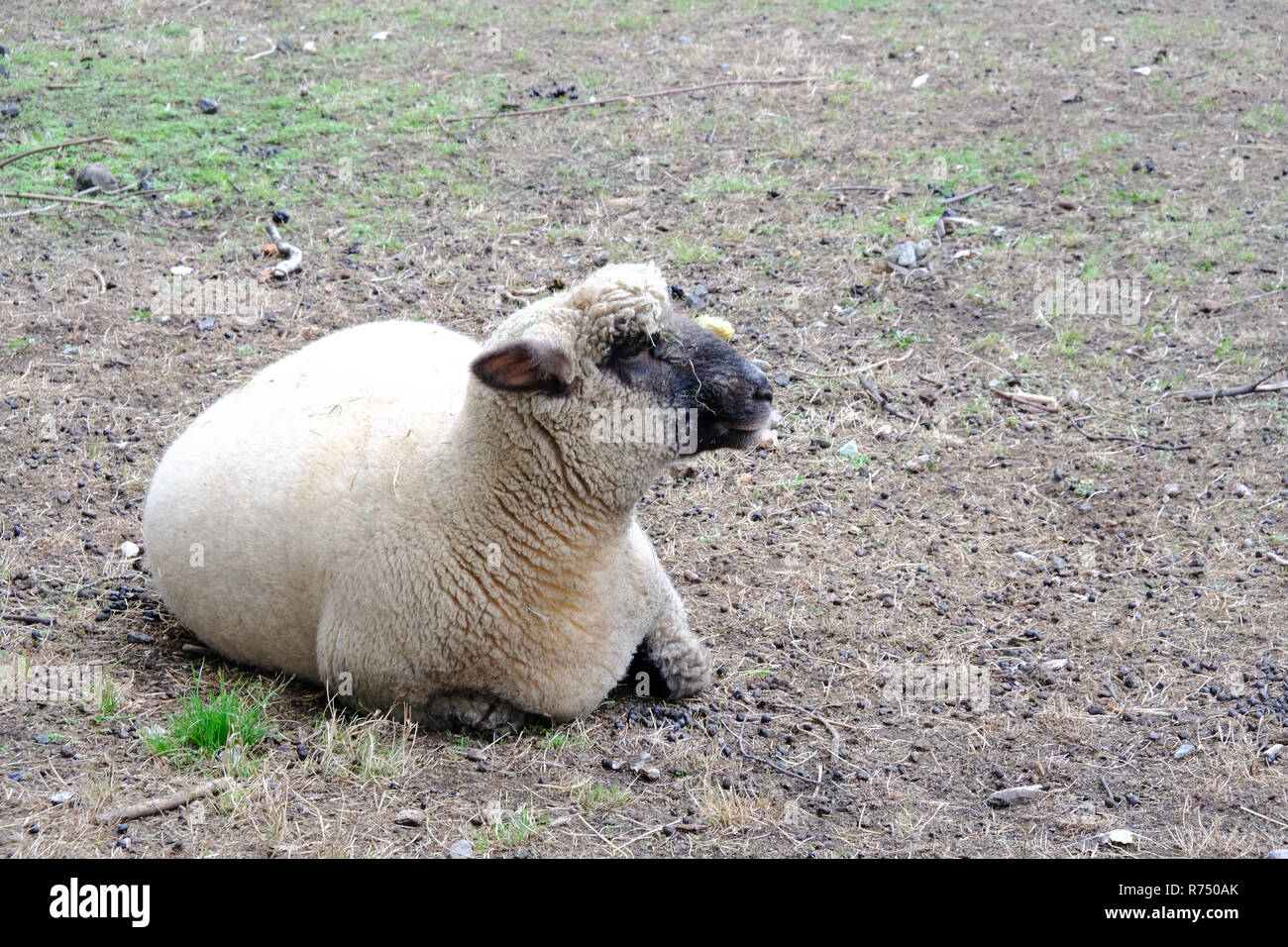 Sheep lying ground hi-res stock photography and images - Alamy