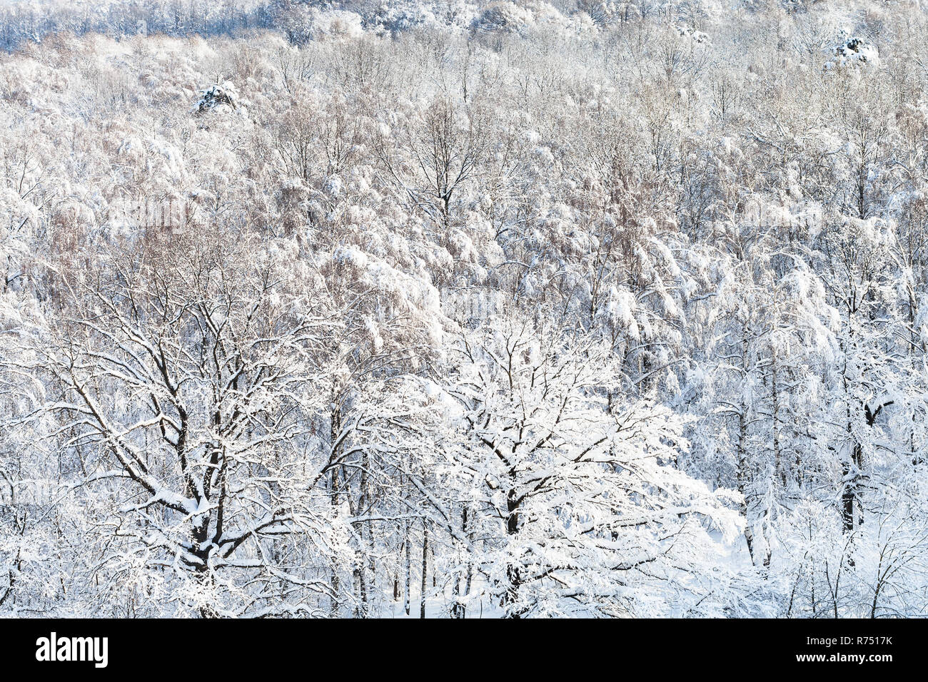 above view of snow-covered forest in winter Stock Photo - Alamy