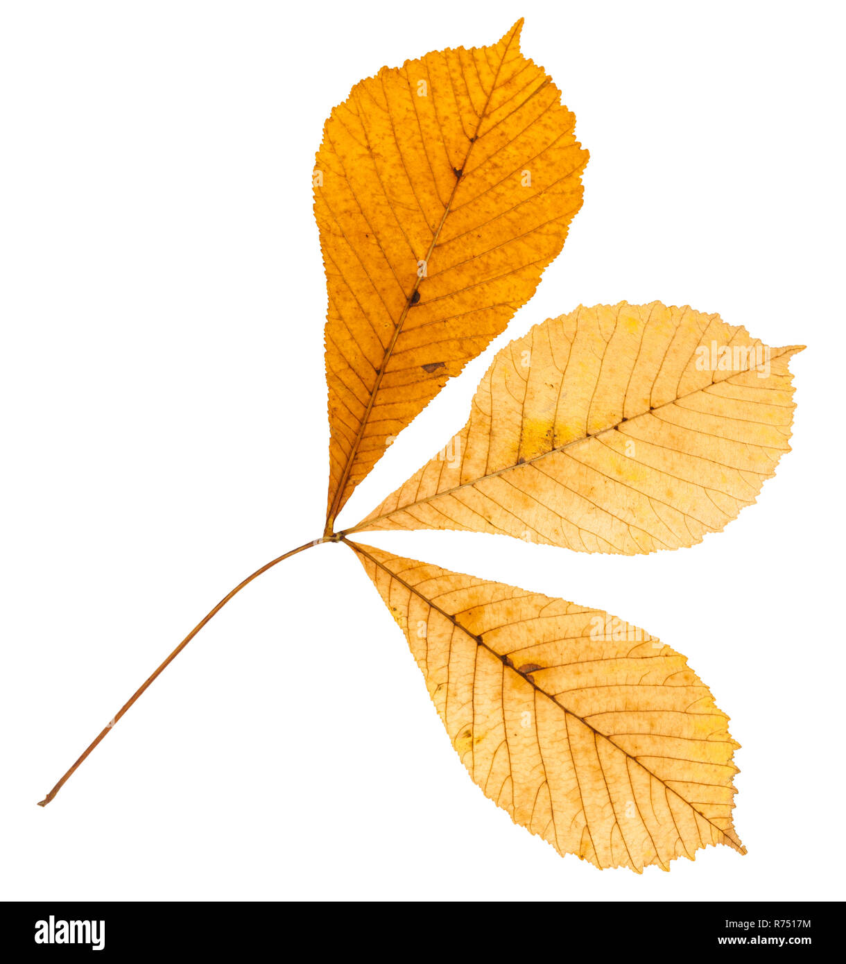 Back side natural twig hi-res stock photography and images - Alamy