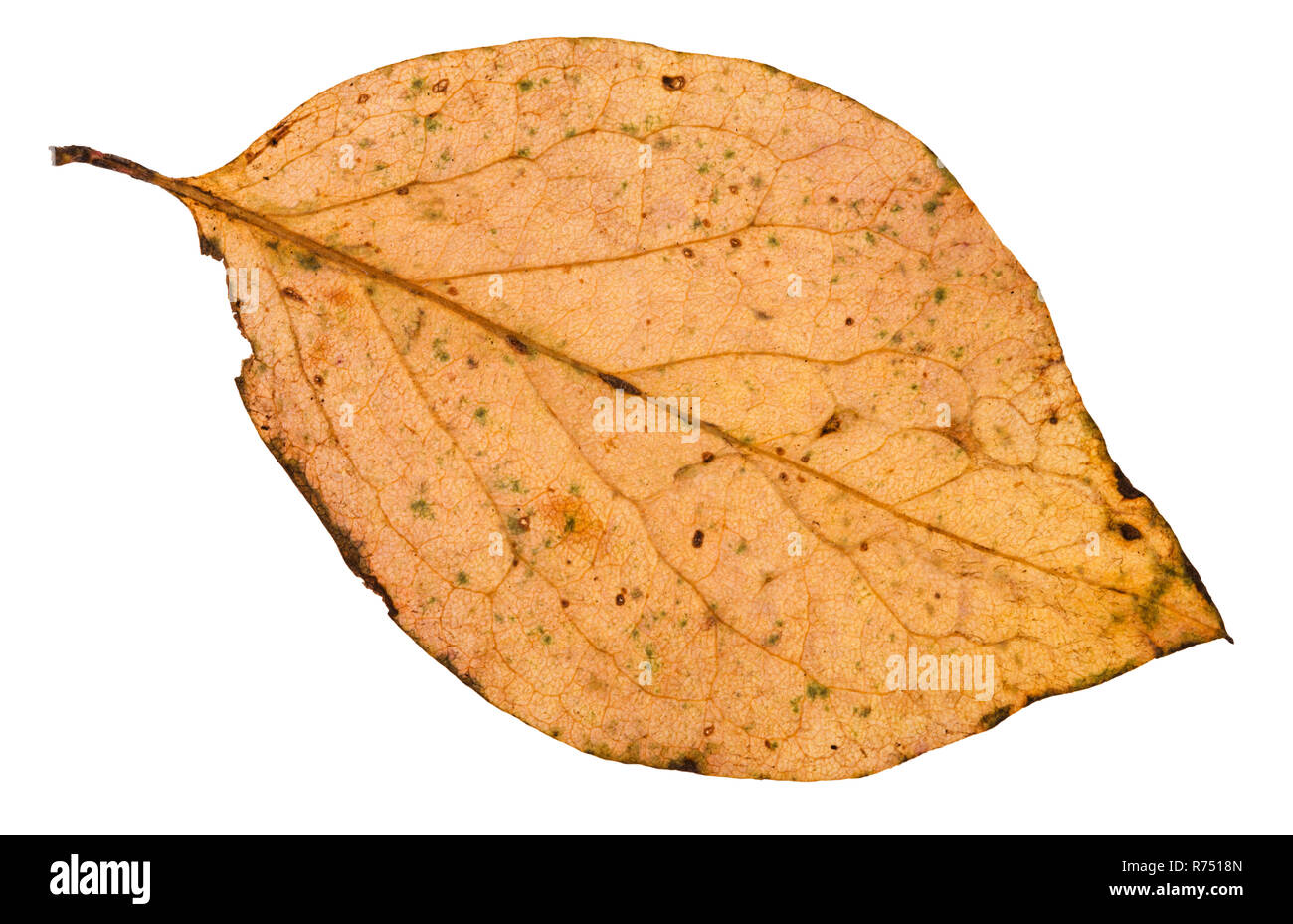 back side of fallen leaf of poplar tree isolated Stock Photo - Alamy