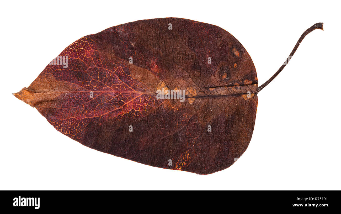 Natural apple tree flat Cut Out Stock Images & Pictures - Alamy