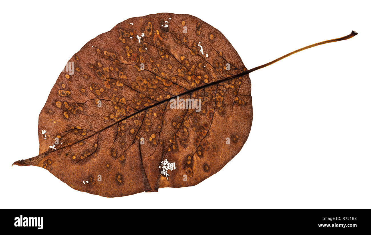 back side of decayed holey leaf of pear tree Stock Photo - Alamy