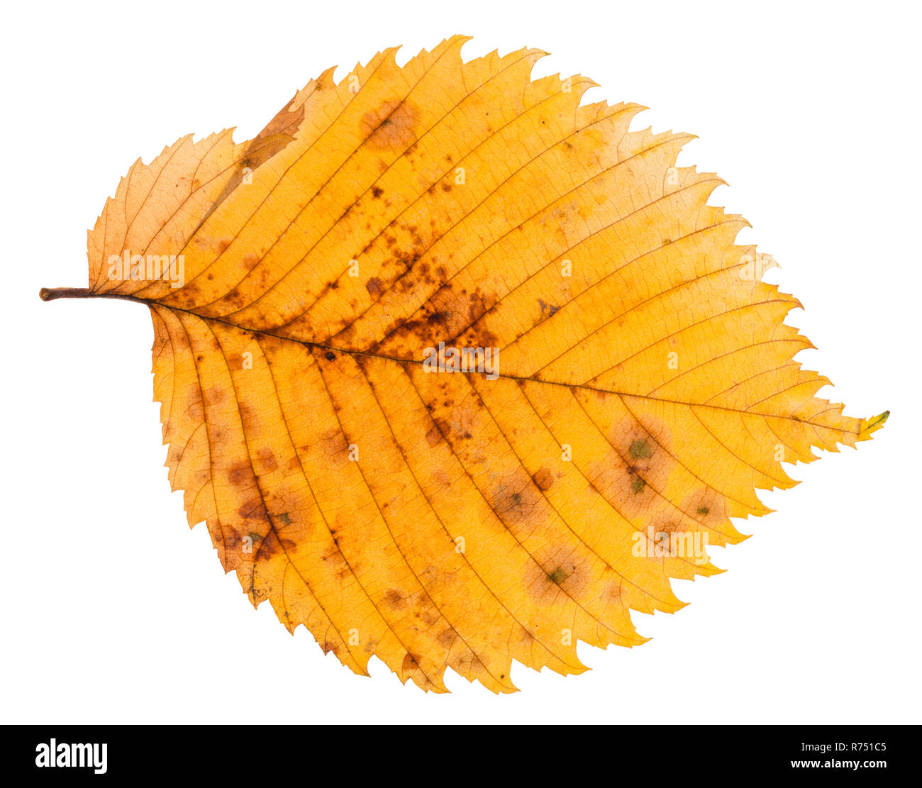 Decayed leaf Cut Out Stock Images & Pictures - Alamy