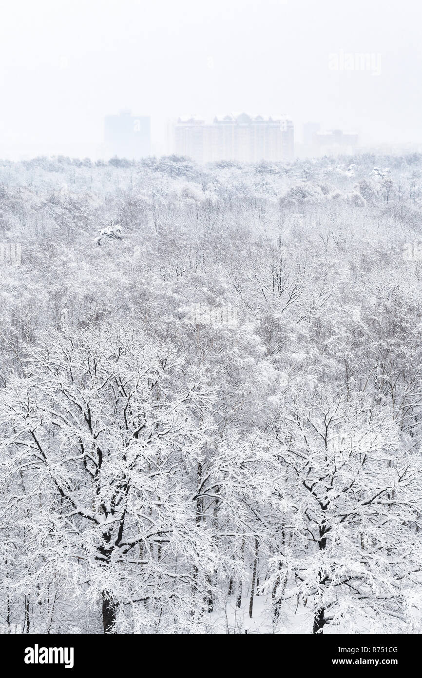 above view of snow covered oak trees in urban park Stock Photo - Alamy