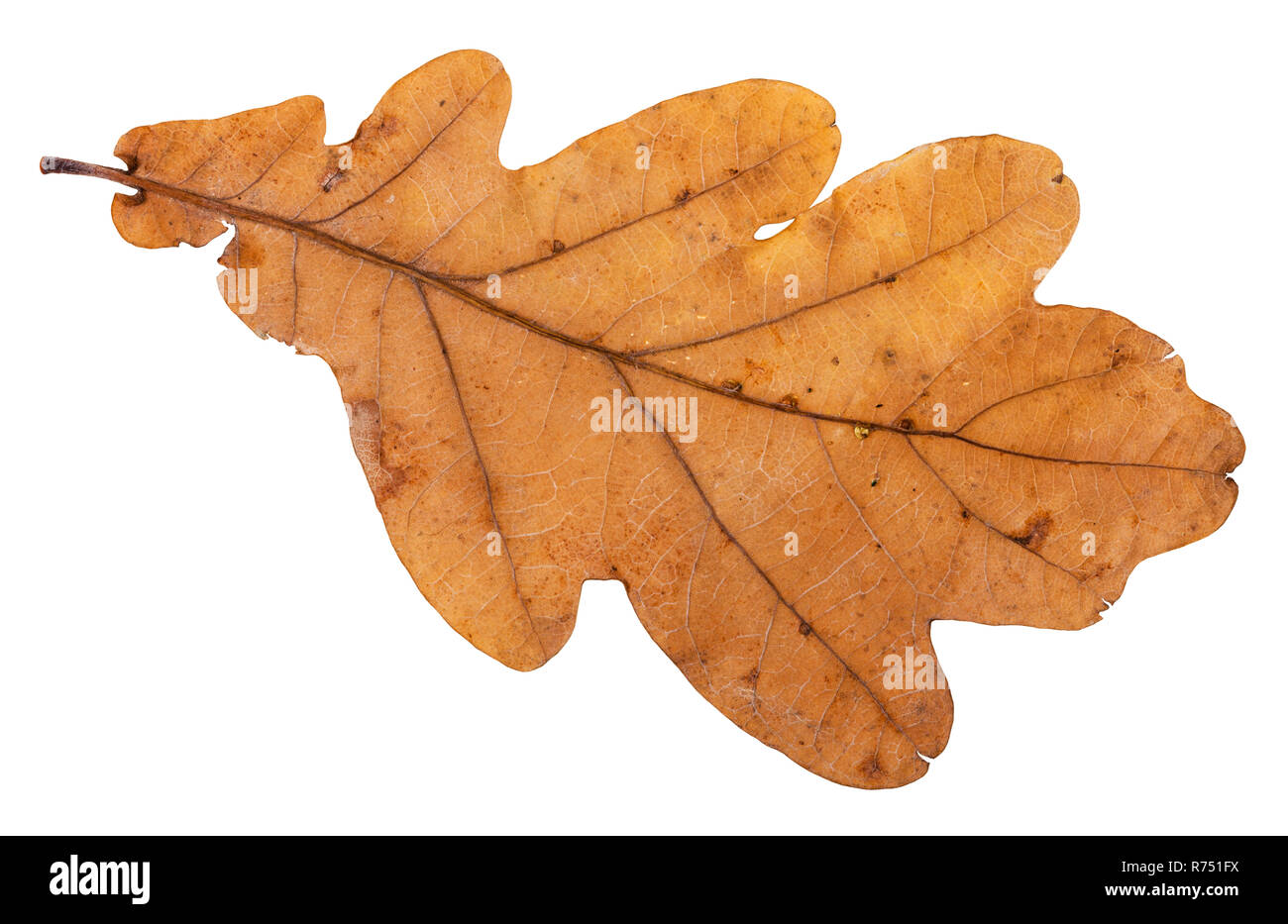 back side of brown leaf of oak tree isolated Stock Photo - Alamy