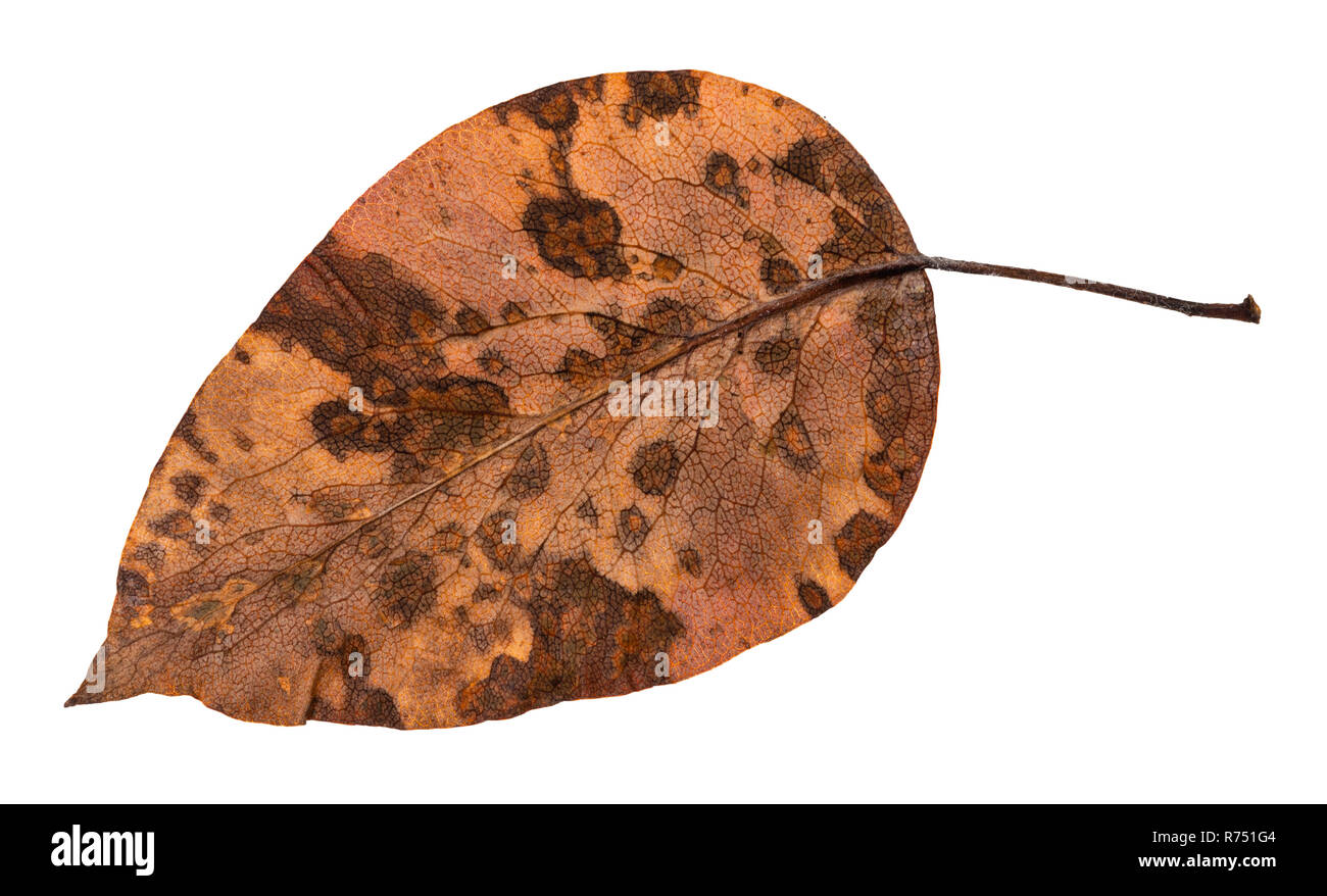 back side of decayed dried leaf of apple tree Stock Photo - Alamy