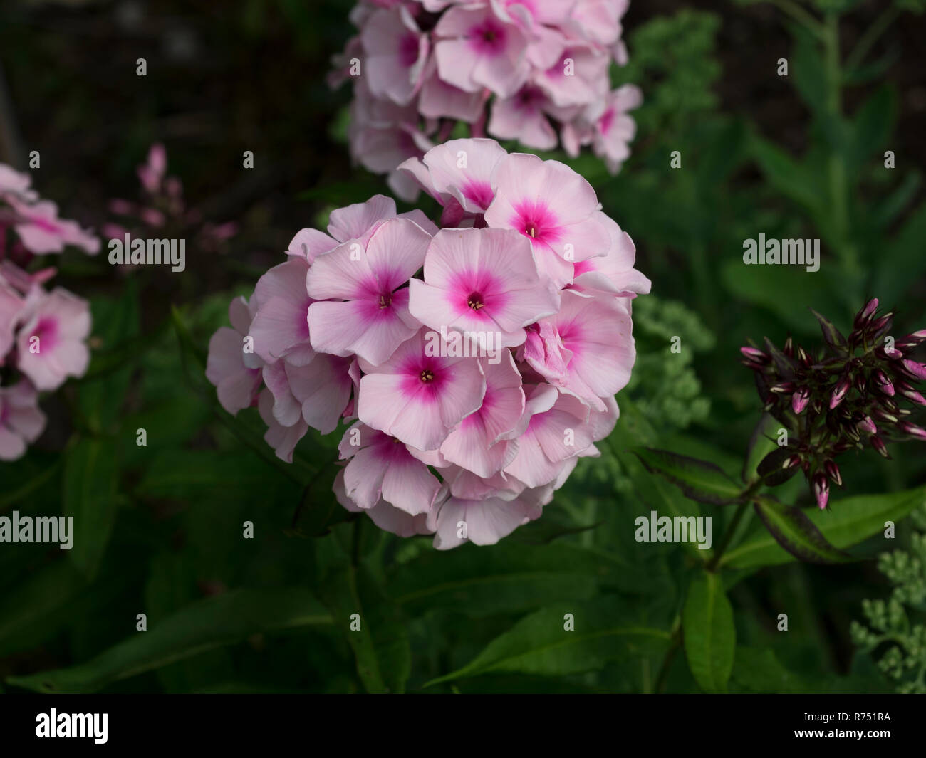 Close-up of pink phlox flowers in the garden in summer Stock Photo - Alamy