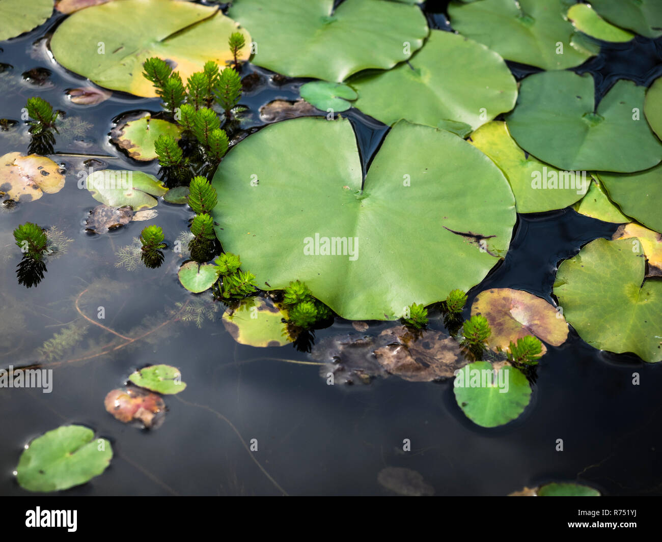 Lily pad park hi-res stock photography and images - Alamy