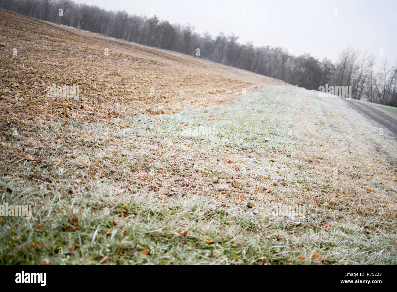 Icy grass hi-res stock photography and images - Alamy