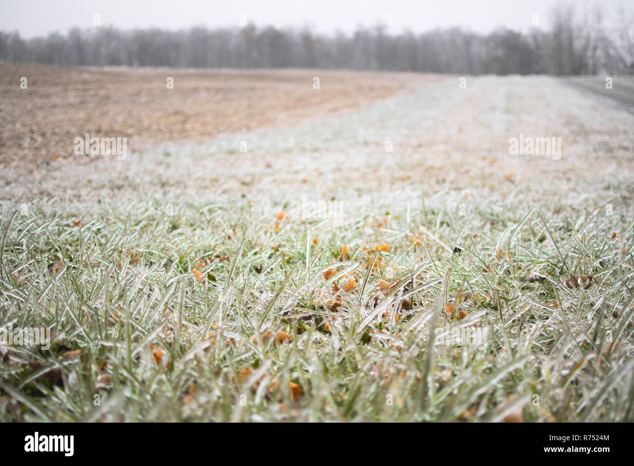 Icy grass hi-res stock photography and images - Alamy
