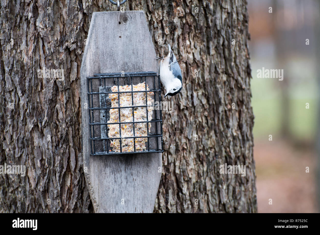 Suet feeder hi-res stock photography and images - Alamy