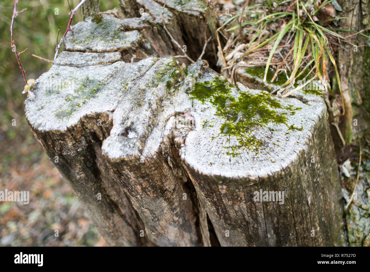 A tree stump iced over Stock Photo - Alamy