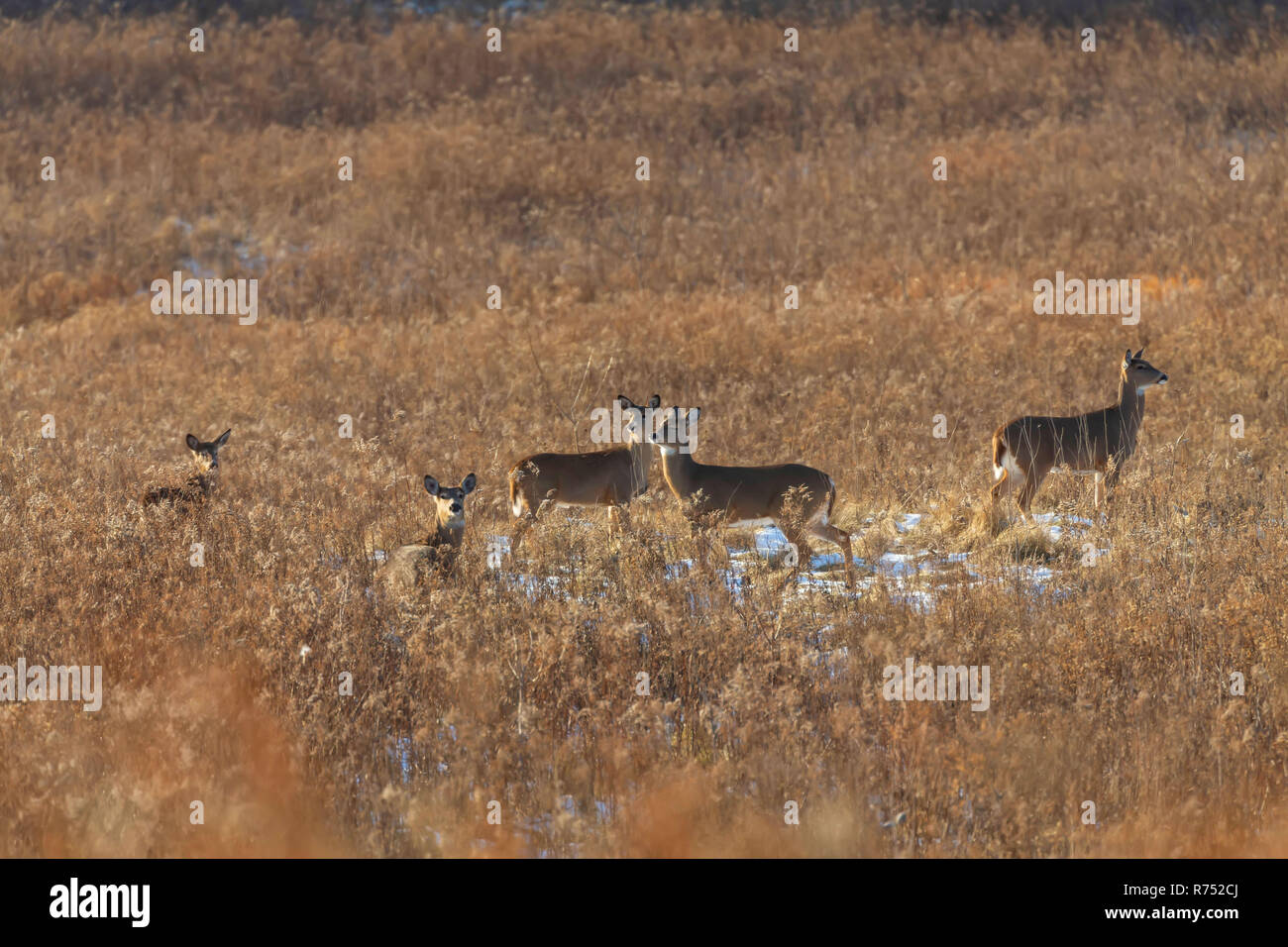 Native american canada farm hi-res stock photography and images - Alamy