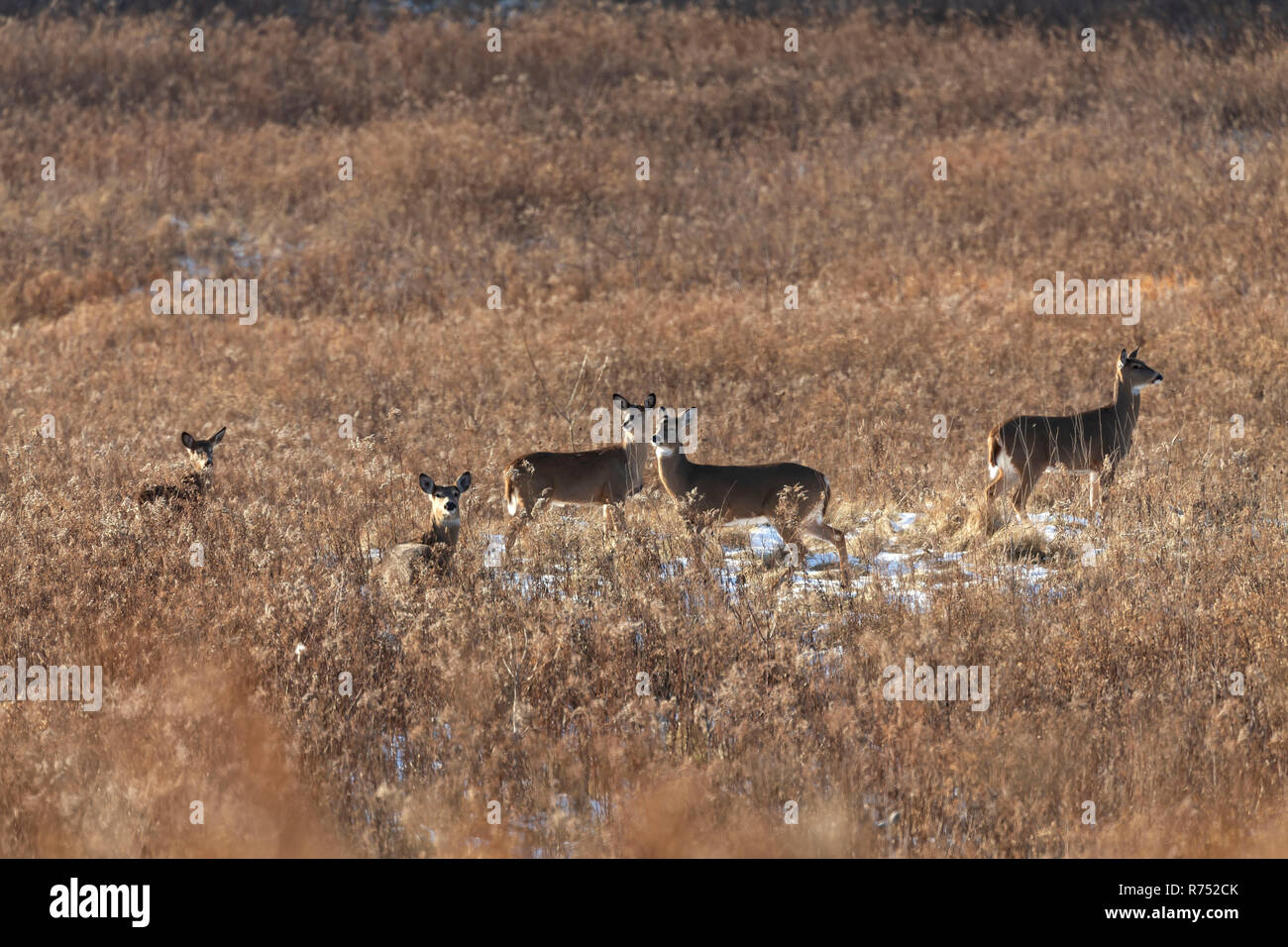 Native American Hunting Deer Stock Photos & Native American Hunting ...