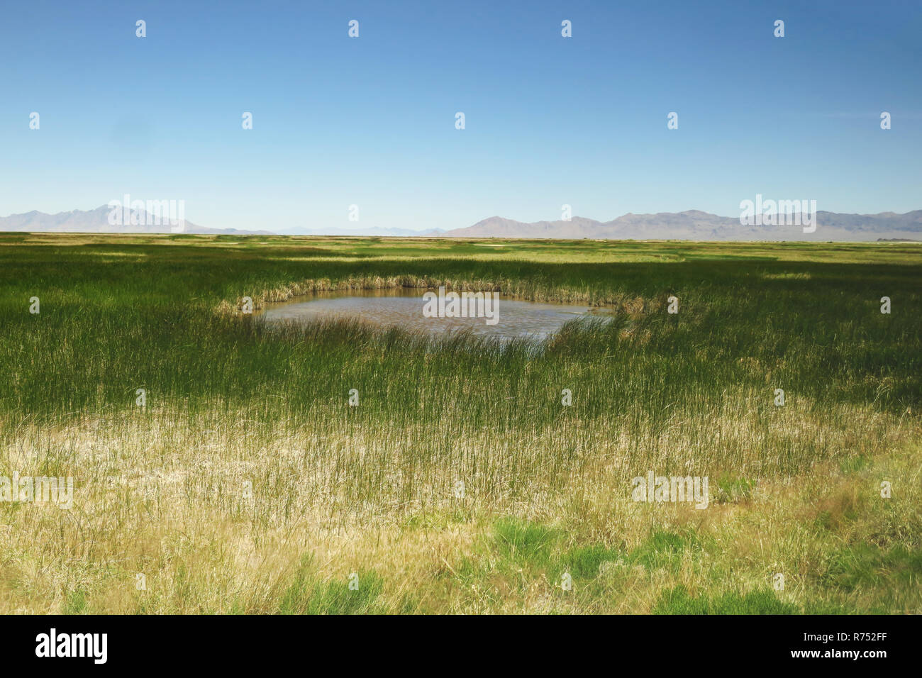 A small pond of water in the middle of a large field of marshy grass ...