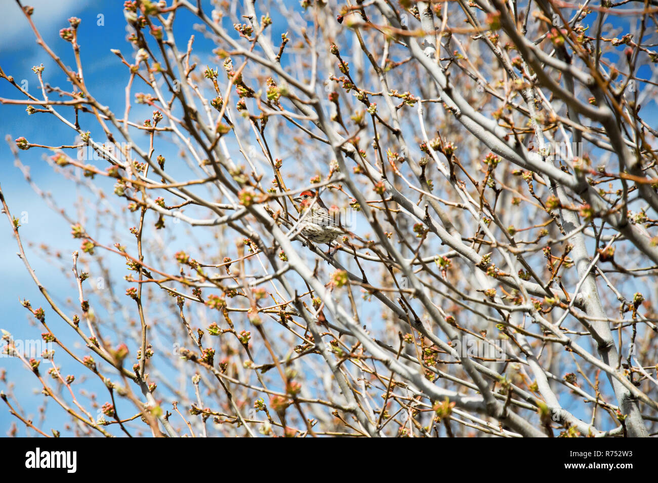 A purple finch perched deep in the branches of a tree Stock Photo - Alamy