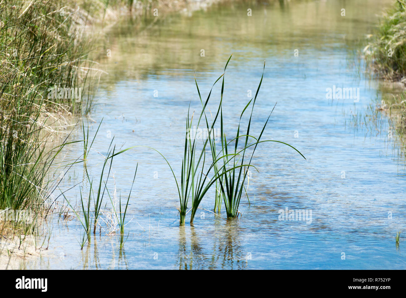 Water grass hi-res stock photography and images - Alamy