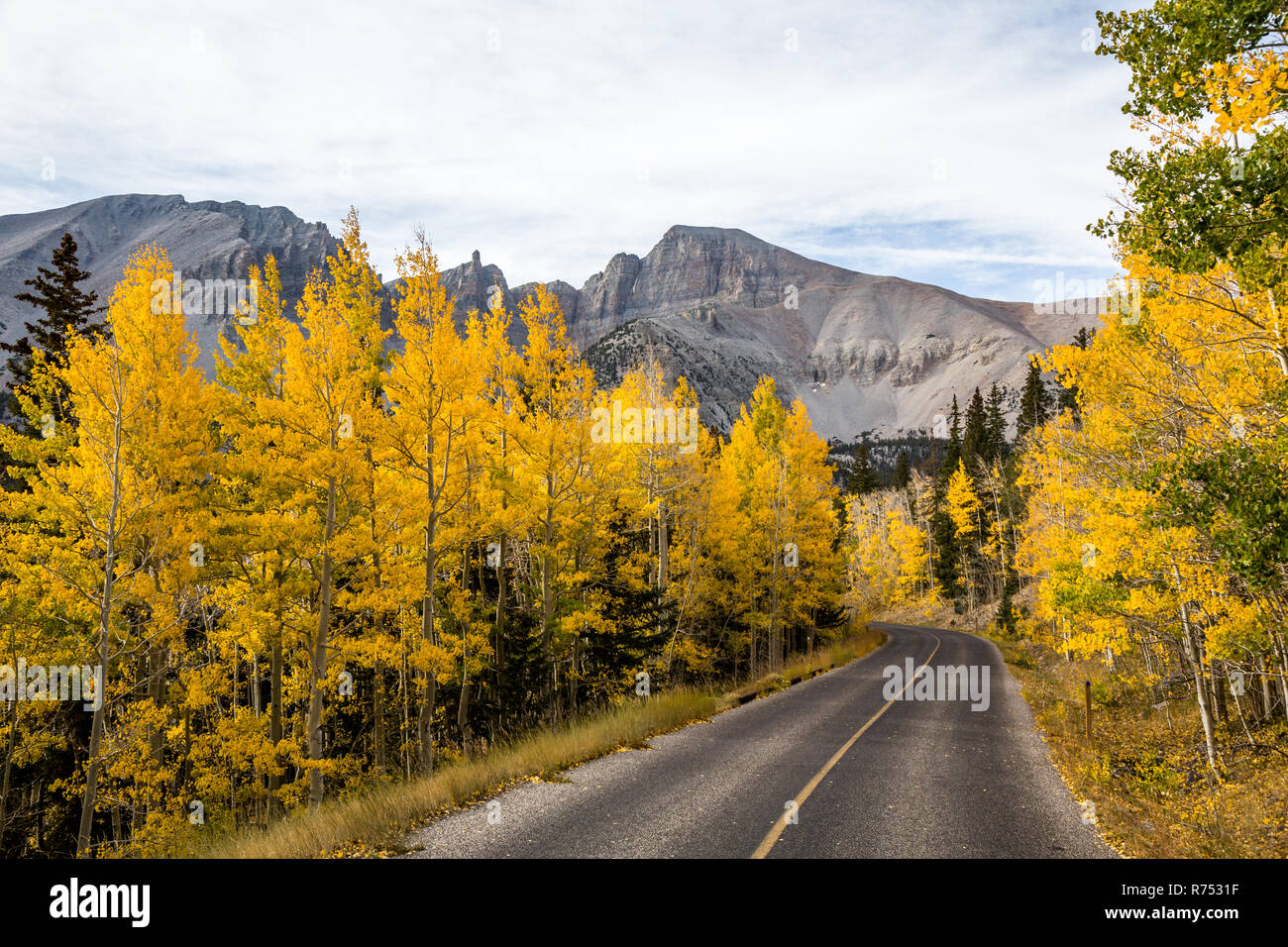 The summit of Wheeler Peak viewed over bright yellow aspen trees in ...