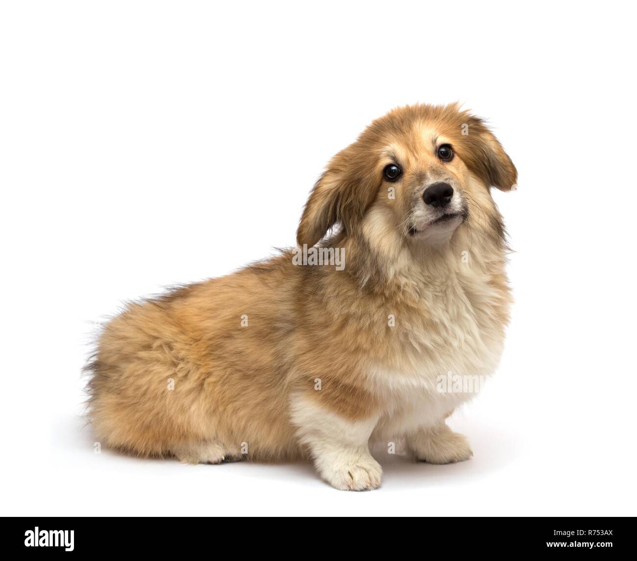 little cute corgi fluffy puppy close up portrait Stock Photo - Alamy