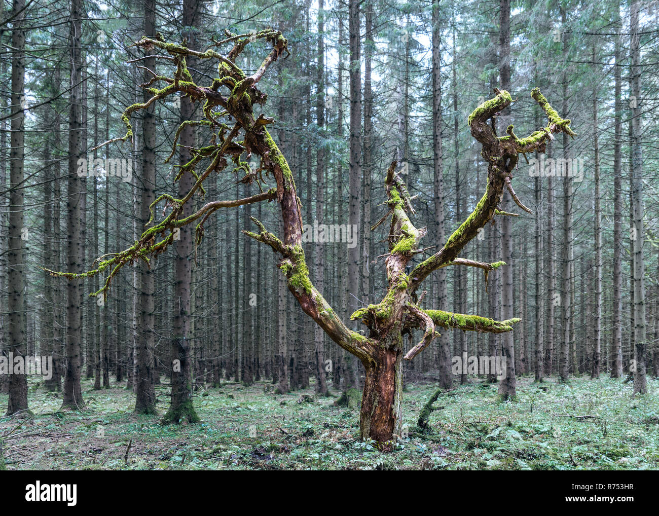 Old dead tree with green branches covered by moss. Beautiful natural ...