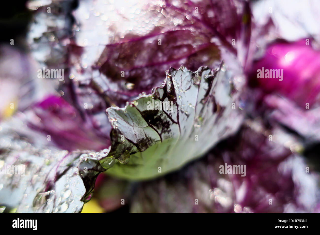 Heads of wet red cabbage Stock Photo - Alamy
