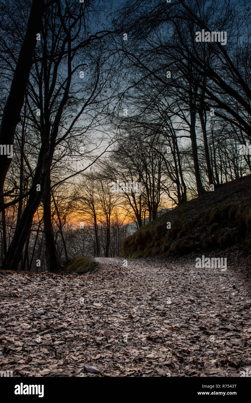 mountain path in the woods at sunset Stock Photo - Alamy