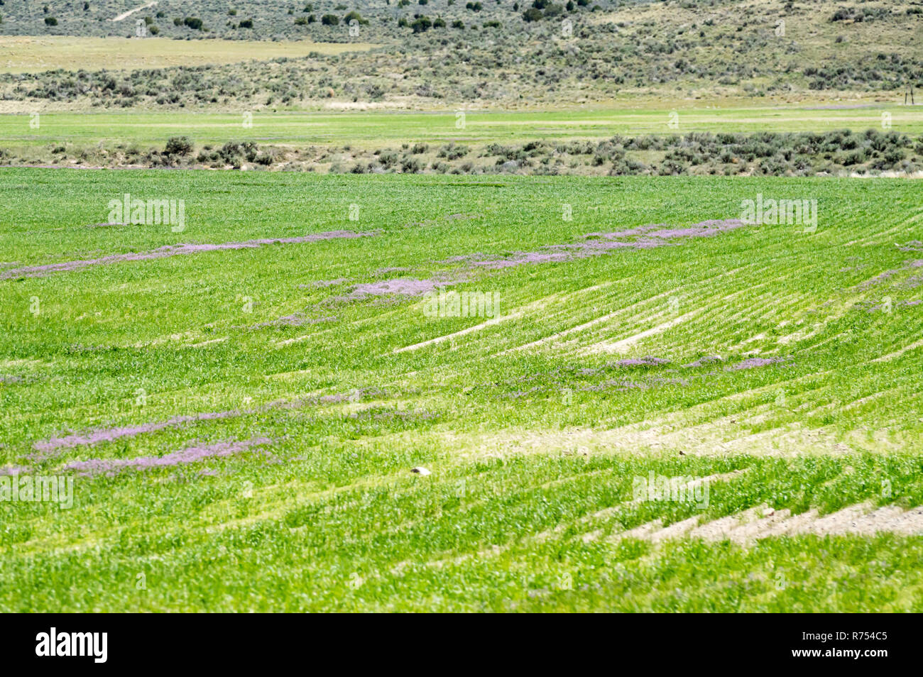Desert patch hi-res stock photography and images - Alamy