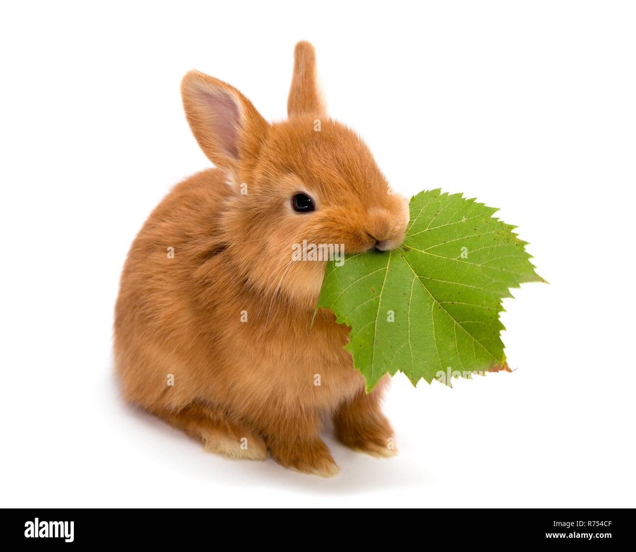 little red rabbit eating leaf on a white background Stock Photo - Alamy