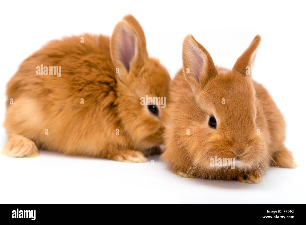 two little red rabbits on a white background Stock Photo - Alamy