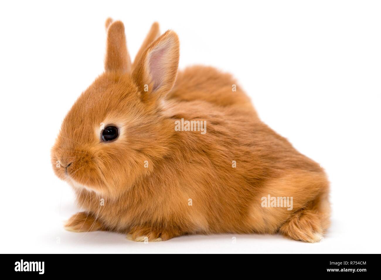 two little red rabbits on a white background Stock Photo - Alamy