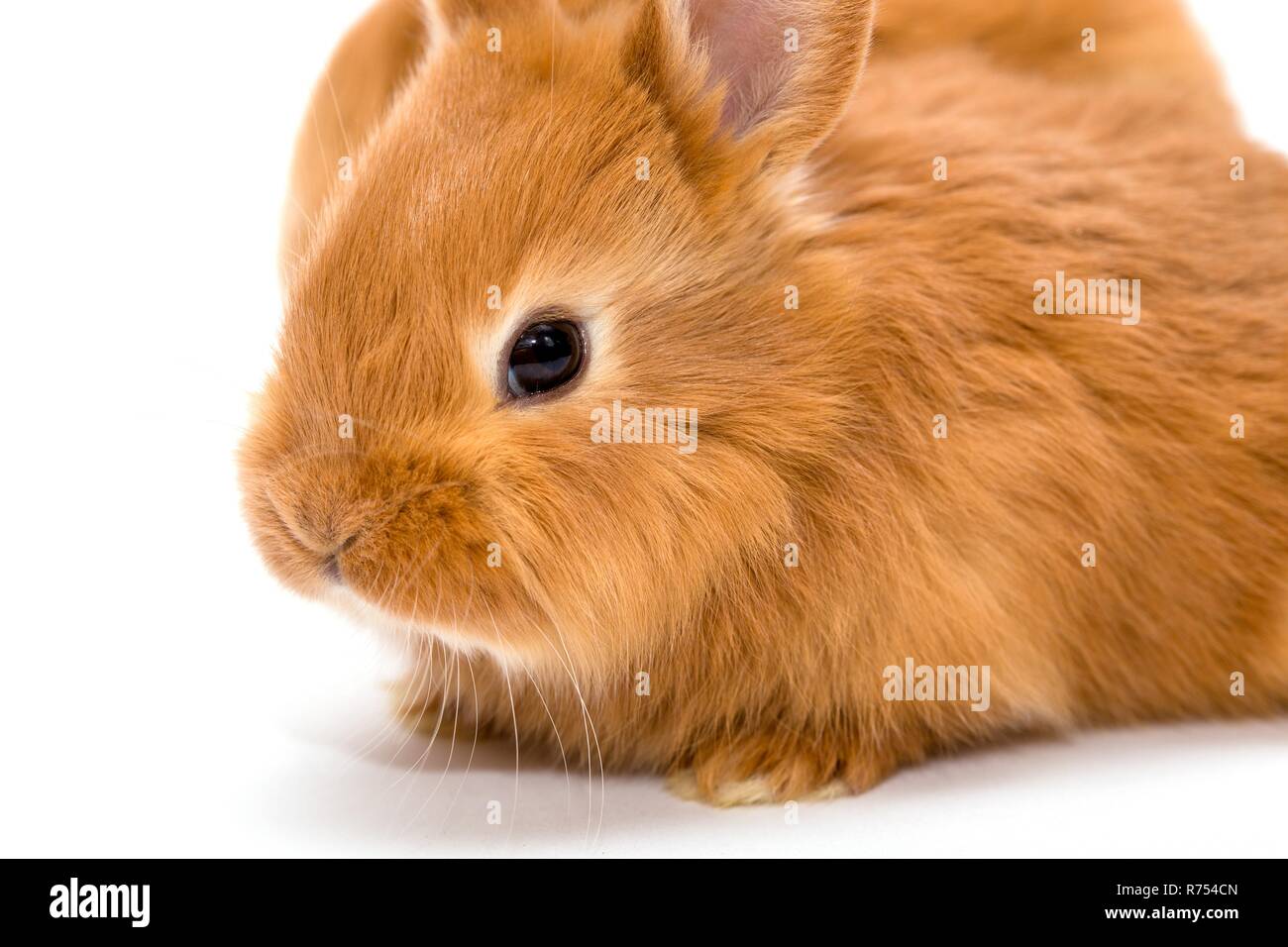 two little red rabbits on a white background Stock Photo - Alamy