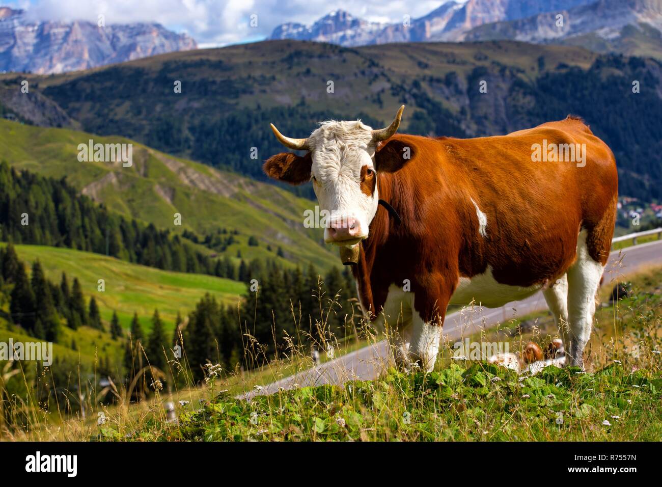group of italian cows on a pasture. mountains Dolomites, Italy Stock ...