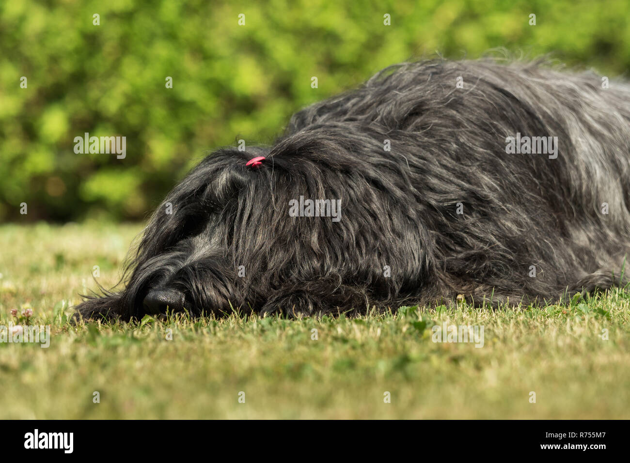 Black briard hi-res stock photography and images - Alamy