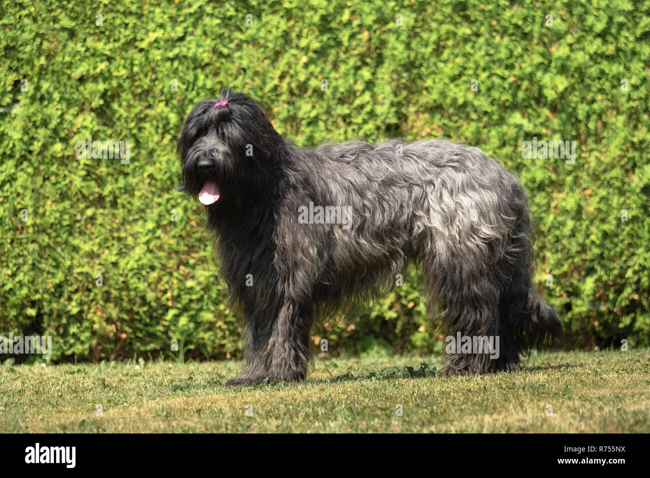 Briard male hi-res stock photography and images - Alamy
