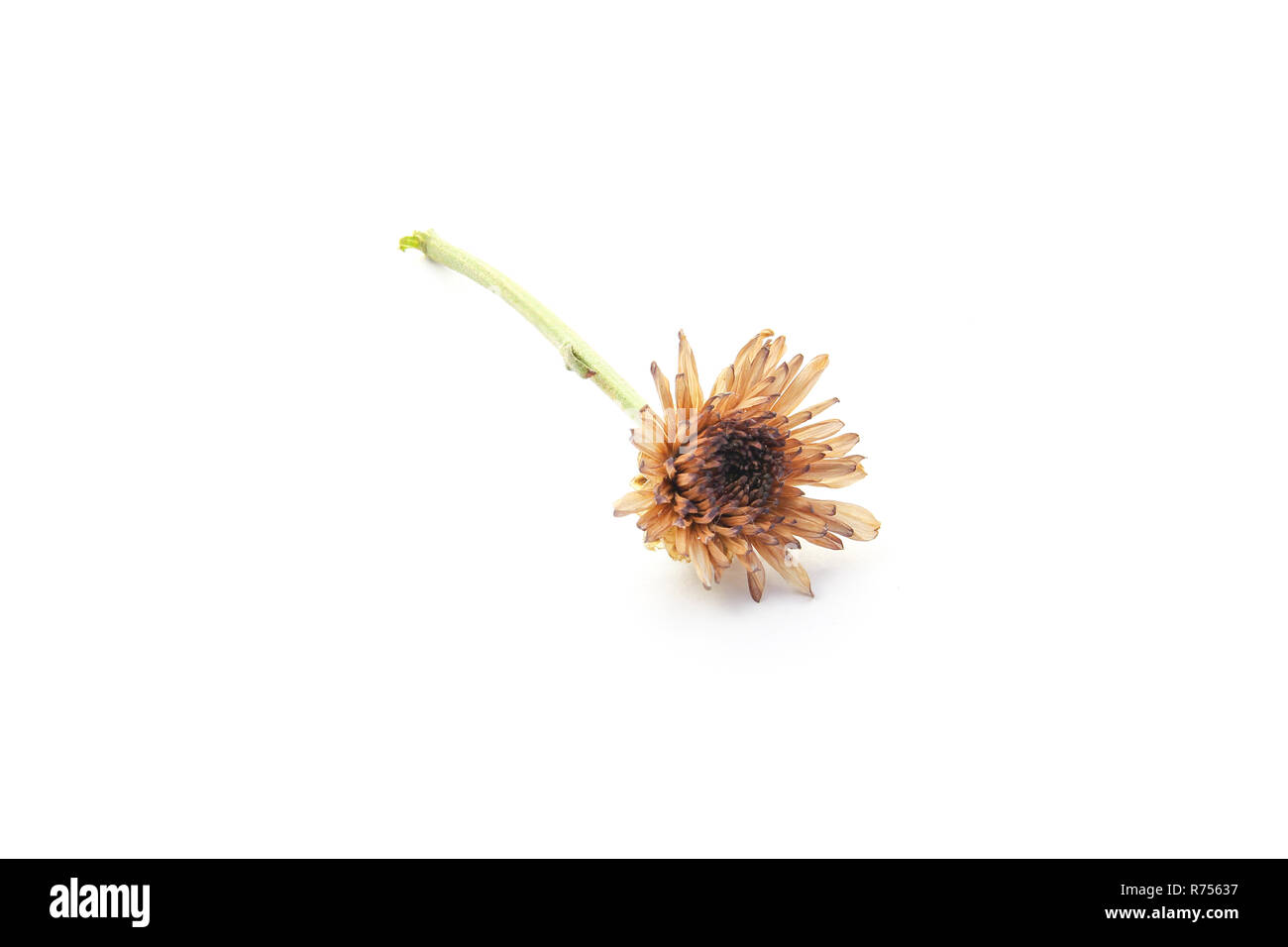 Dead stalk Cut Out Stock Images & Pictures - Alamy
