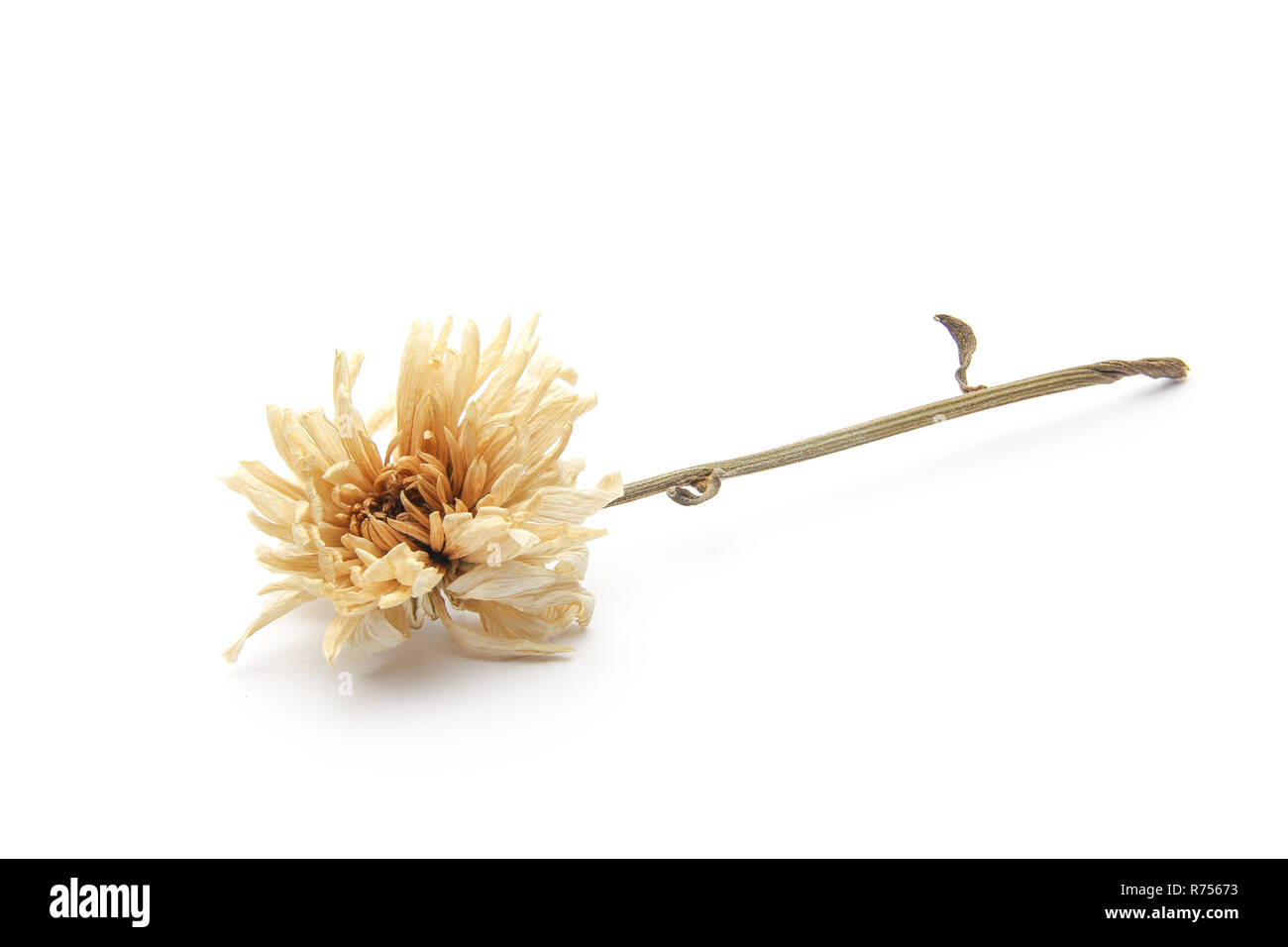 Dead flowers bunch Cut Out Stock Images & Pictures - Alamy