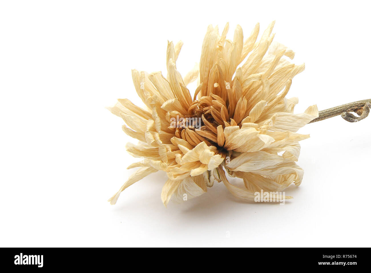 Beautiful dried flower arrangement Cut Out Stock Images & Pictures - Alamy