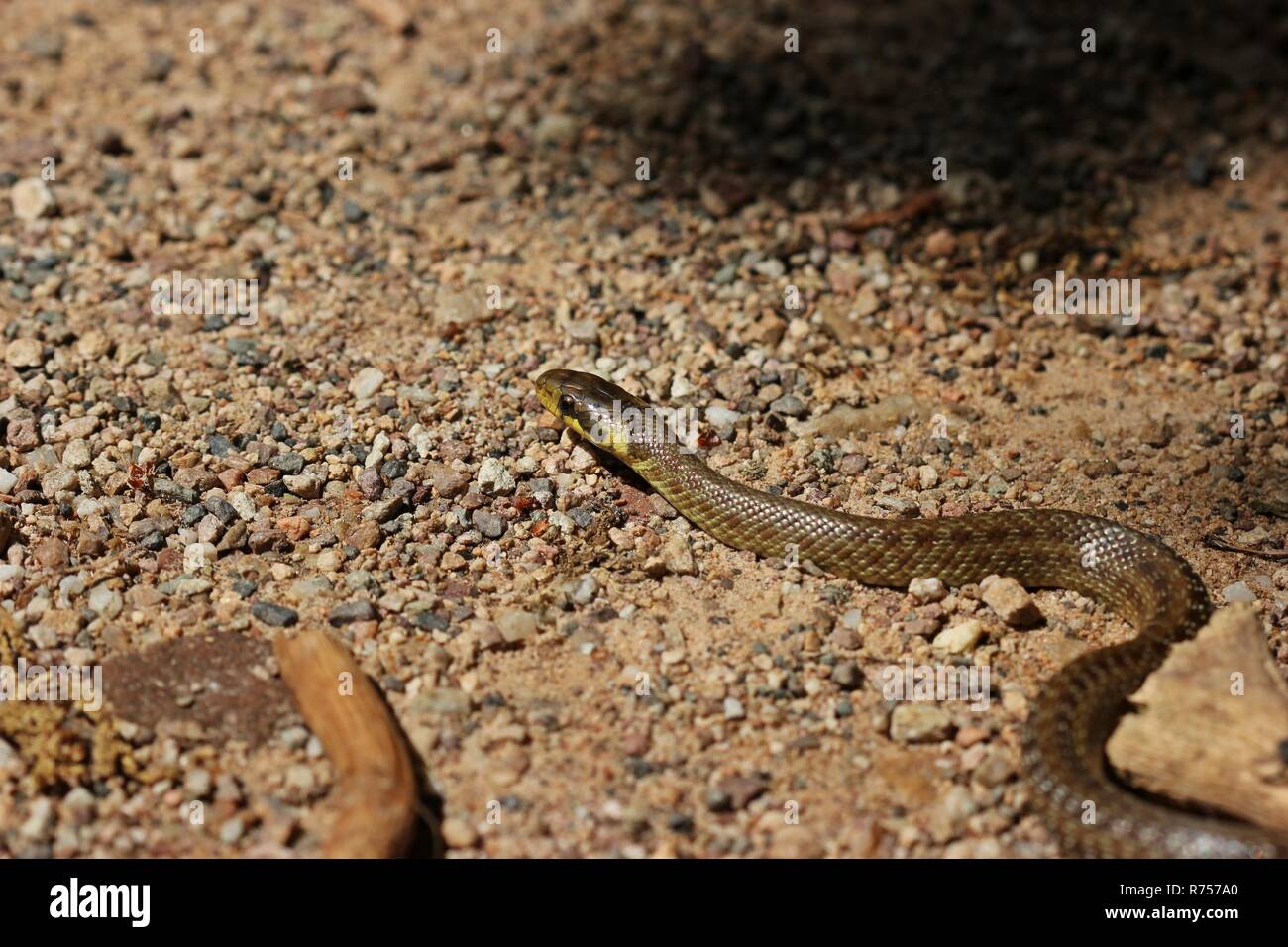 Periled hi-res stock photography and images - Alamy