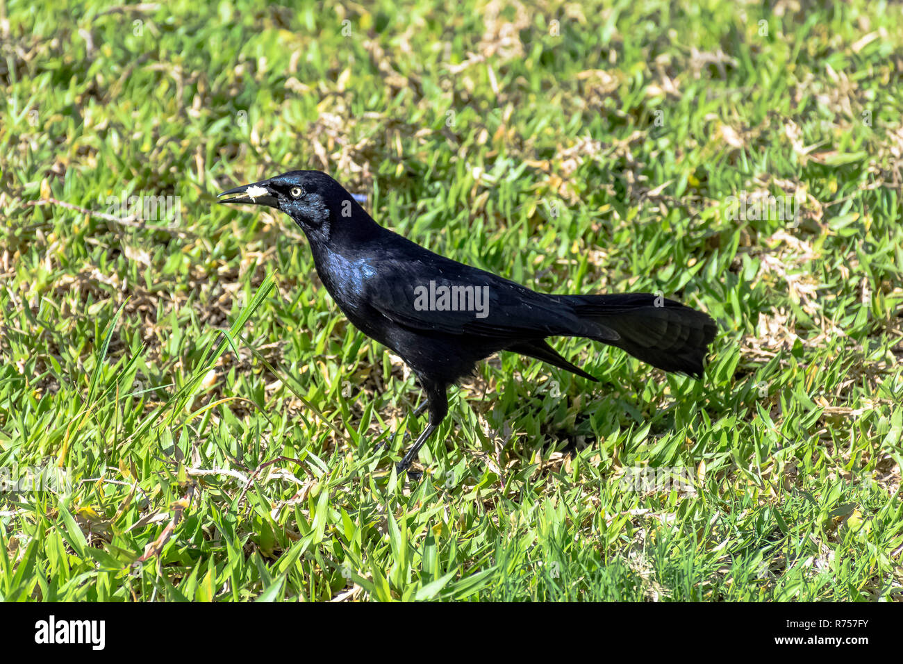 The Greater Antillean grackle (Quiscalus niger) - Varadero, Cuba Stock ...