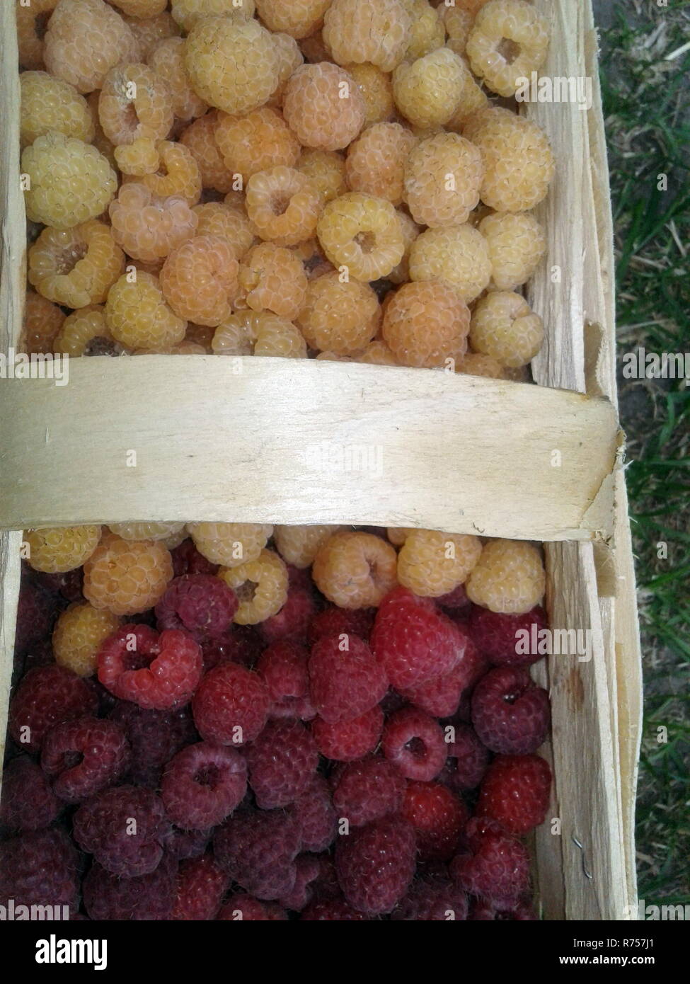 Berry raspberries fruit picking Stock Photo - Alamy