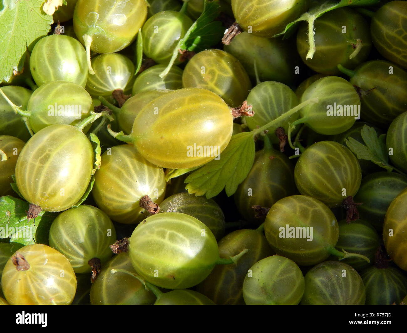 Berry gooseberries, harvesting agrus Stock Photo - Alamy