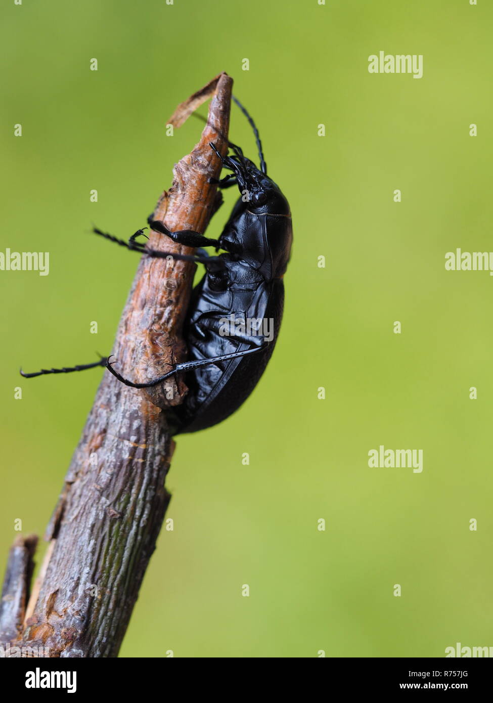 Leather beetle hi-res stock photography and images - Alamy